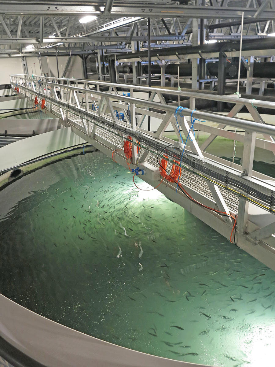Veolia Water Technologies zet zich in voor aquacultuur | Veolia Water ...